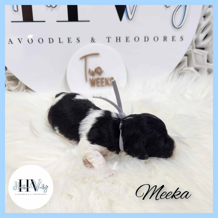 Meeka - Black Parti Female Cavoodle (Reserved) - Harbour Valley