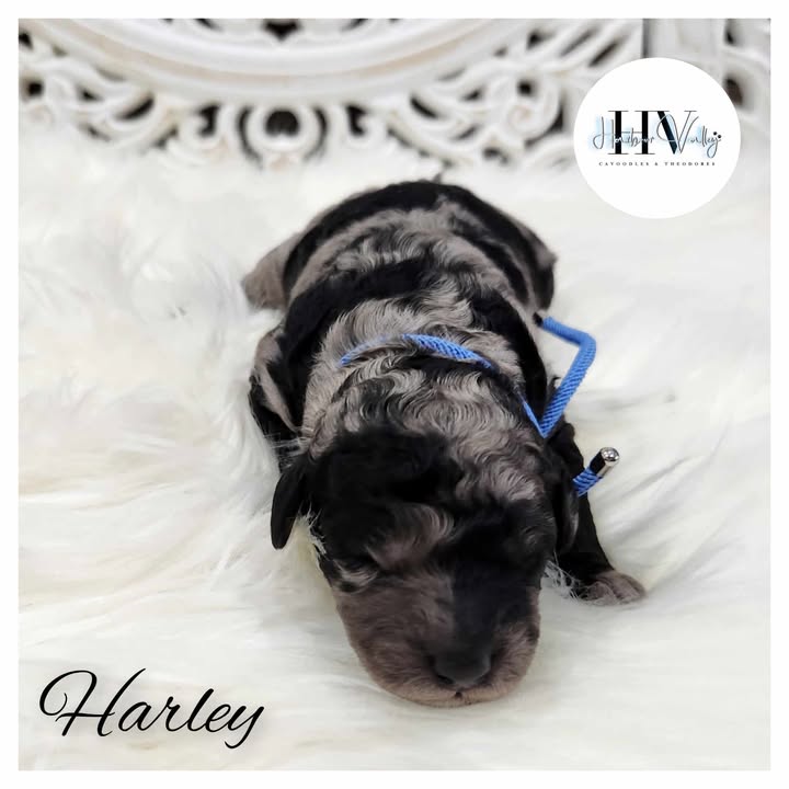 Harley – Blue Merle Mini Groodle Male – Harbour Valley